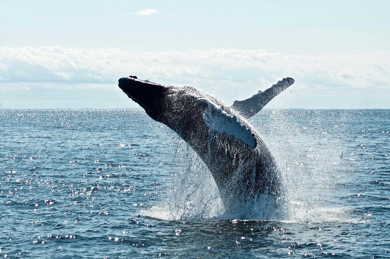 Maggio, tempo di whale watching! Si salpa da Boston per osservare le ...