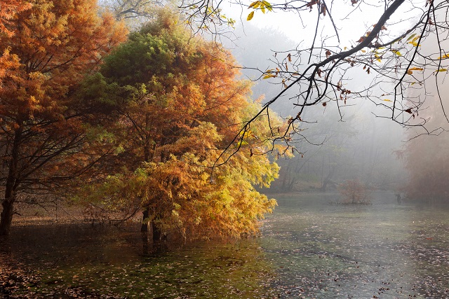 Milano: “Bosco. Il respiro della Terra”, una mostra di Istituto ...